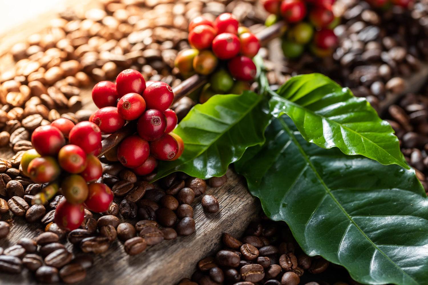 Neon – Torréfacteur Neon Coffee Roasters